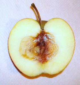 1607 Waarom hebben wij zo veel hartrot in appels in het voorjaar ...